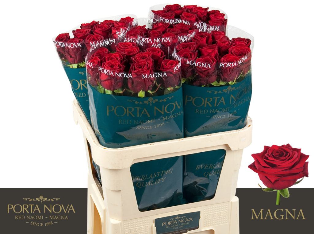 Magna Red Naomi roses by Porta Nova