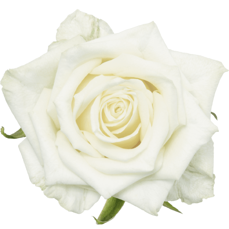 Alles over de roos White Naomi, leer alles over deze perfecte roos