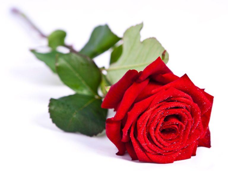 All about the rose Red Naomi, learn all about this perfect rose