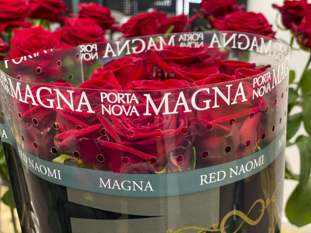 Porta-nova-Magna-2 - Porta Nova