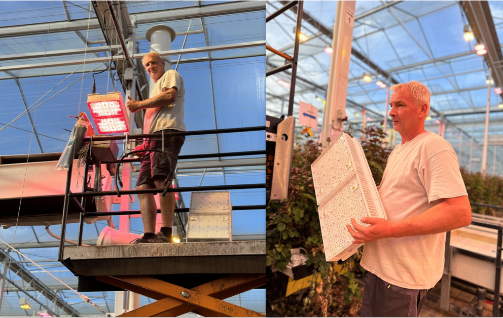 Porta Nova is ready for growing top-quality Red Naomi roses this coming ...